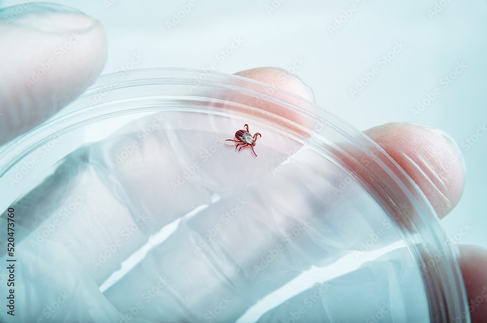 Encephalitis Infected Tick Parasite Insect Laboratory Tube Glass Vial ...