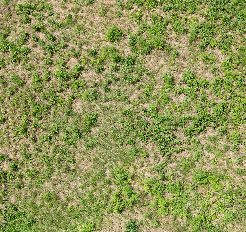Green grass field plants and weeds top view, simple natural background ...