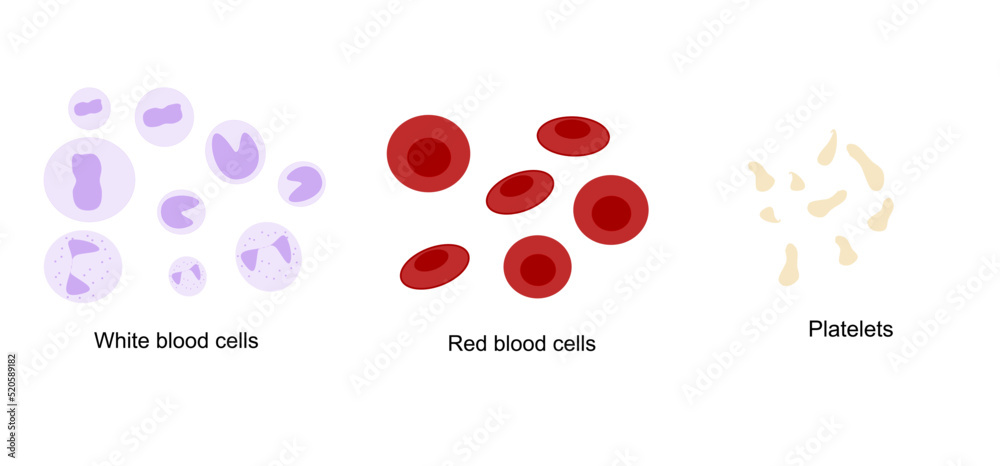 The classification types of blood cell in the vessel: platelets, white ...