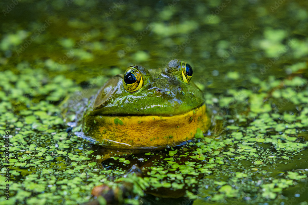 A large bullfrog shown closeup showing his head peeking out of a swamp ...