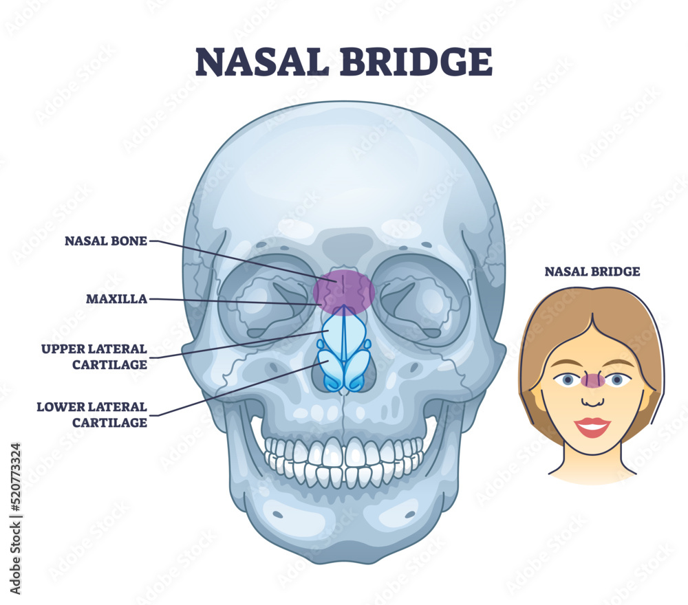 Nasal bridge and nose bone anatomy with face cartilage outline diagram ...
