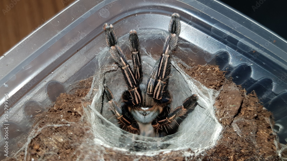 big tarantula with eggs sack Stock Photo | Adobe Stock