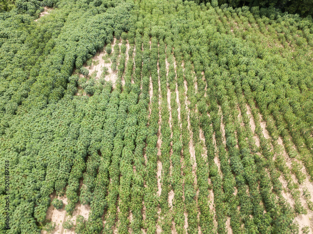Foto de Stock Aerial view of Cassava field in agriculture farmland of ...