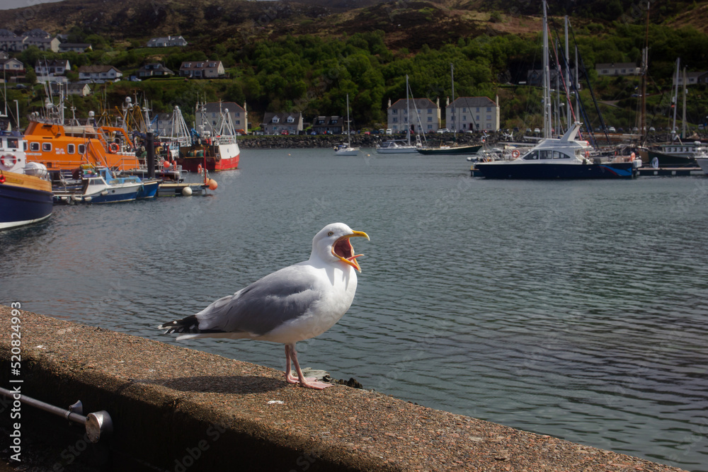 seagull with mouth wide open beak and tongue sticking out at the ...