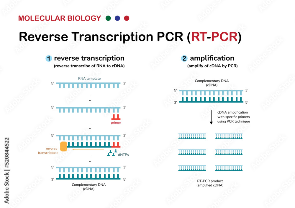 Molecular biology diagram explain concept and process of reverse ... Molecular biology diagram explain concept and process of reverse ...