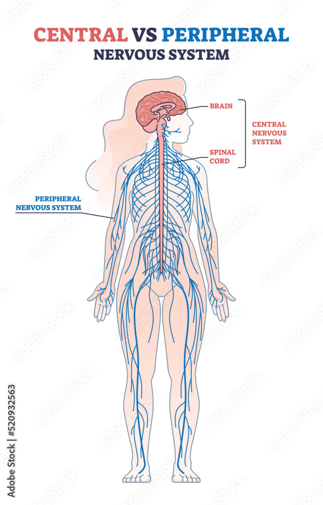 Central vs peripheral nervous system anatomy comparison outline diagram. Labeled educational ...