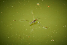 Water Bugs Free Stock Photo - Public Domain Pictures