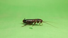 Cockroach Walking Free Stock Photo - Public Domain Pictures