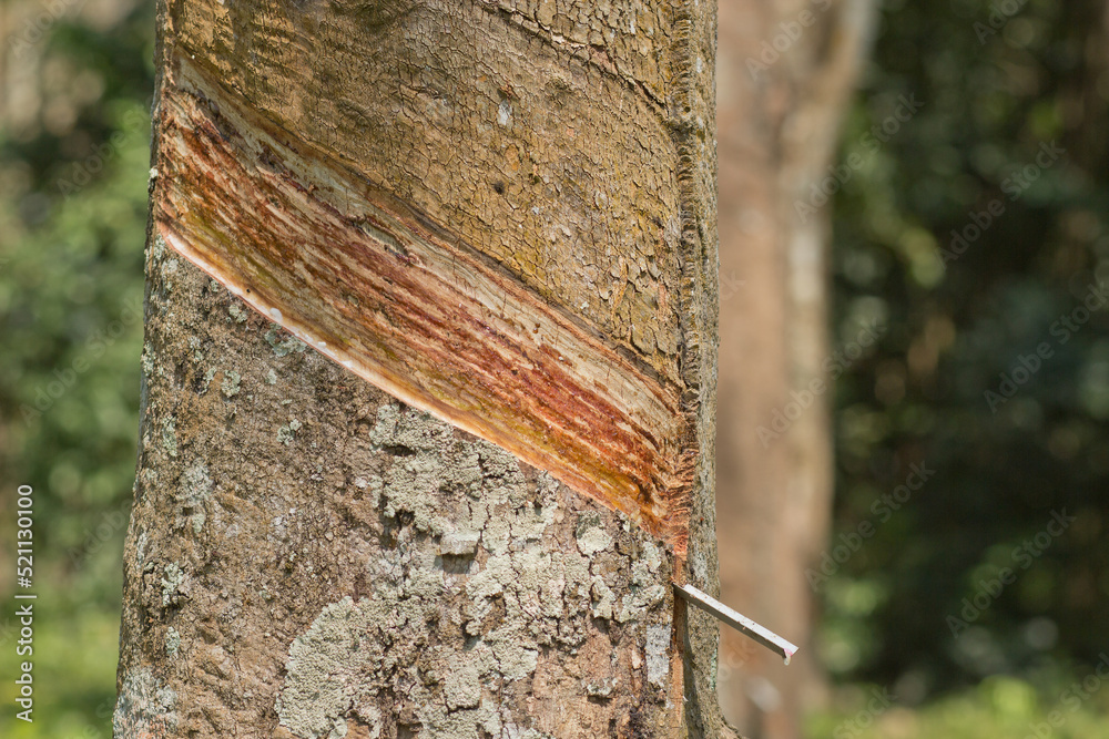 Milky latex extracted from rubber tree (Hevea Brasiliensis) as a source ...