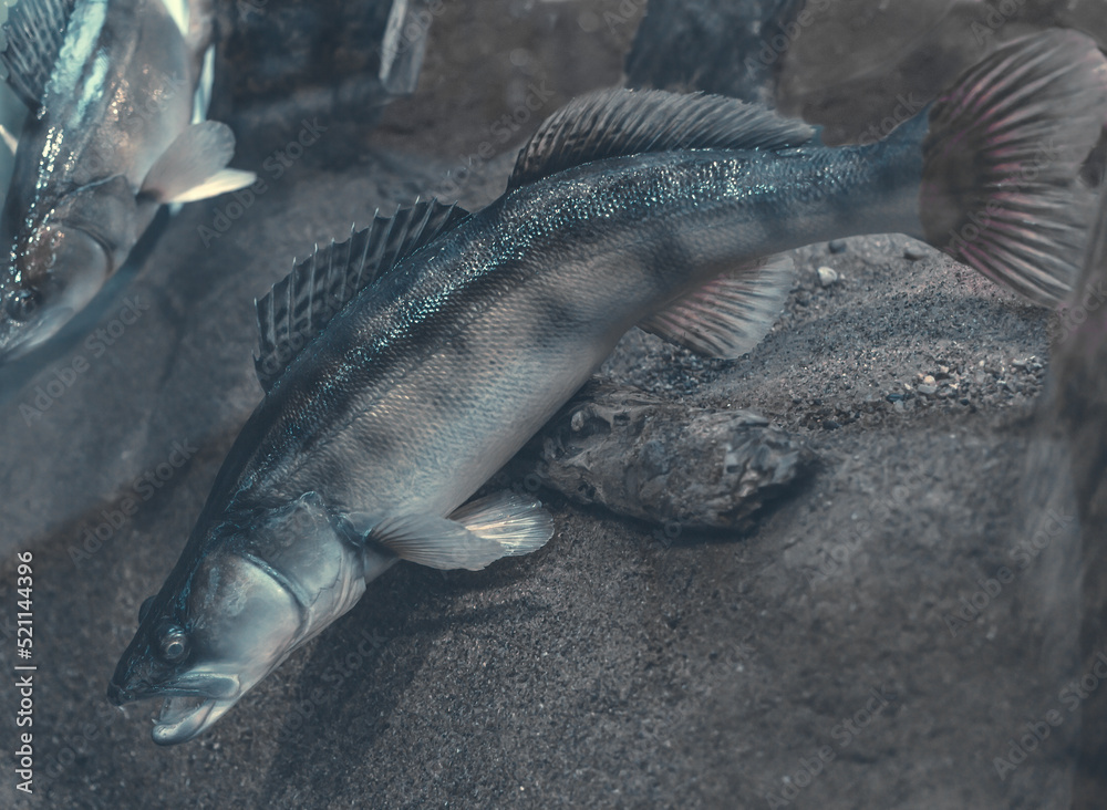 Freshwater fish walleye (Sander lucioperca) on a rocky bottom hunts for ...