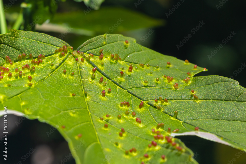 Acer opalus subsp granatensis parasitized leaf with gills of intense ...