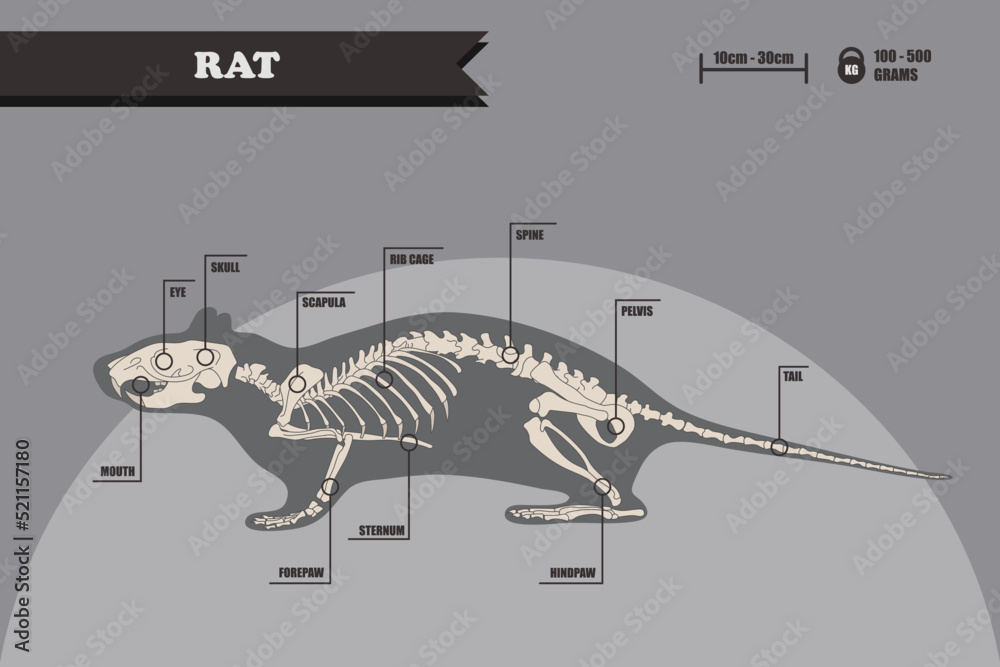 Anatomy of a rat. Rat skeleton Stock Vector | Adobe Stock