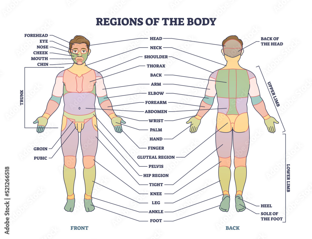 Regions of human body as front or back parts description tiny person ...