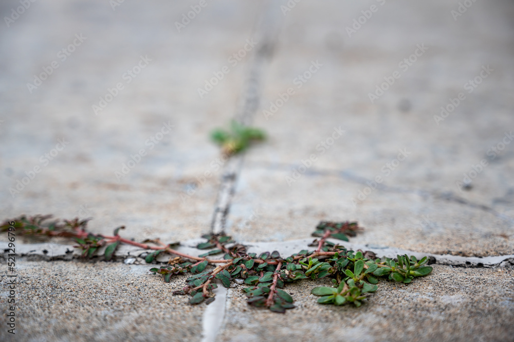 Purslane weed growing through a crack and joint between two concrete ...
