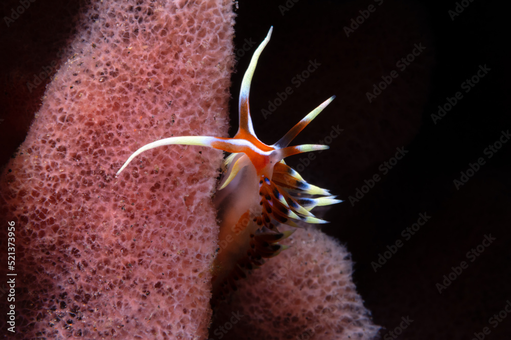 Flabellina is a genus of sea slugs, specifically aeolid nudibranchs ...