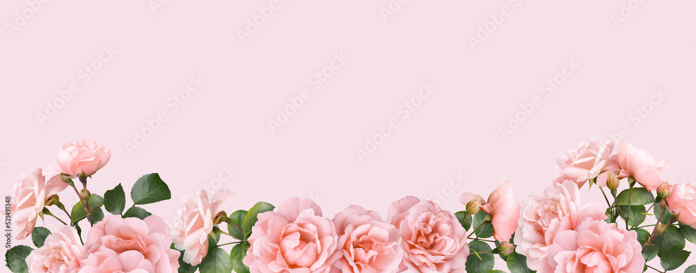 Floral banner, header with copy space. Pink roses isolated on pink ...