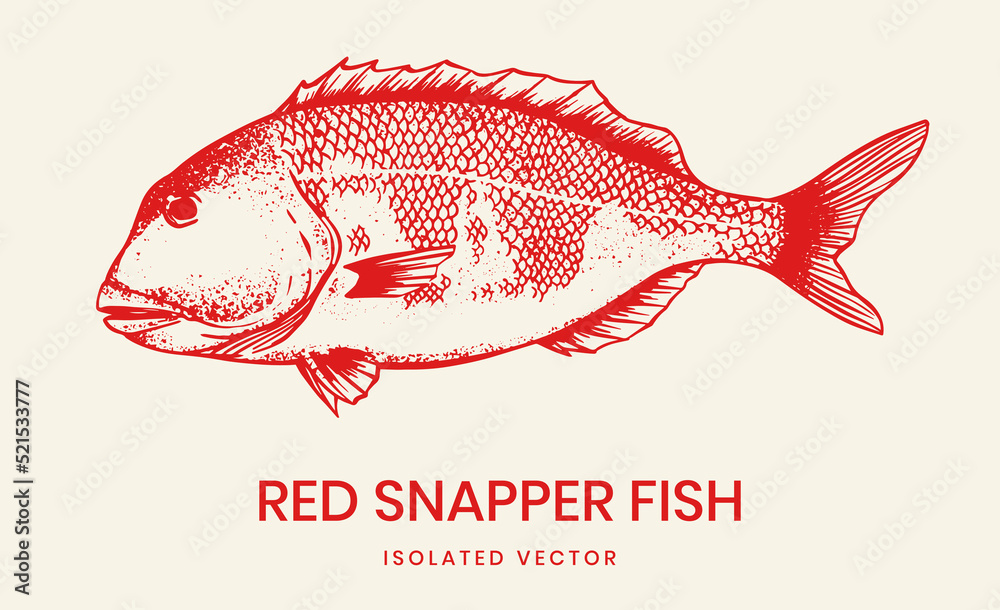 drawing red snapper fish illustration vector for seafood illustration ...