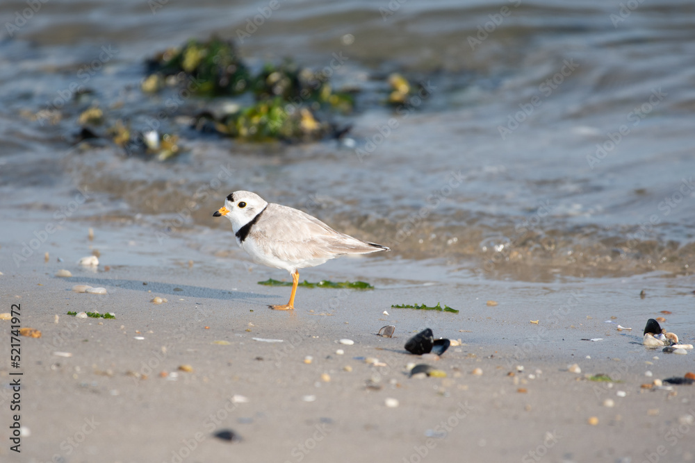 Piping Plover (Charadrius melodus) Standing on Beach at Cupsogue Beach ...