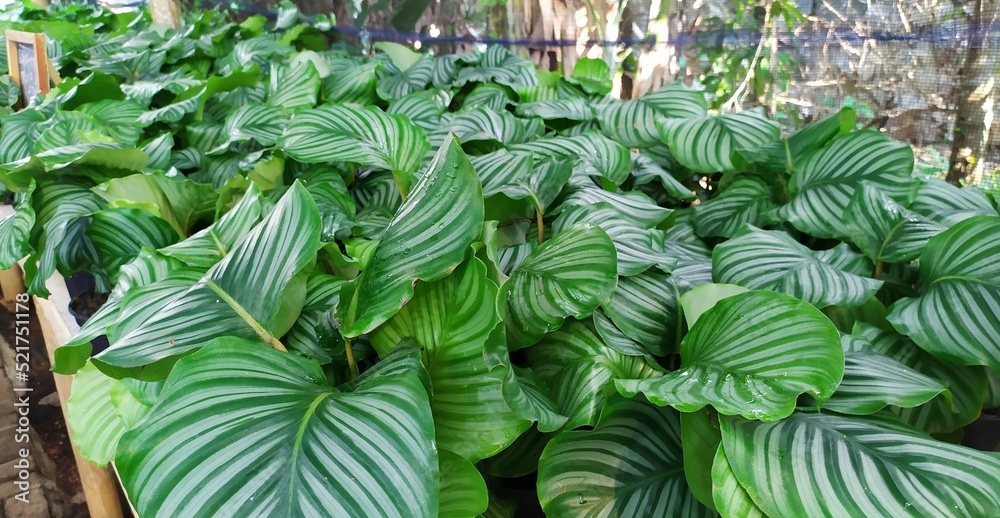 Calathea orbifolia, a tropical ornamental plant with beautiful unique ...