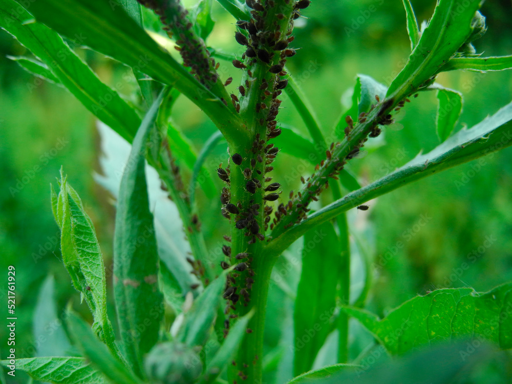 Aphids, also known as plant lice are small sap sucking insects, and ...