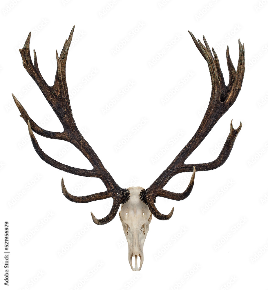 Big Red Deer Antlers - hunting trophy isolated on white. Stock Photo ...