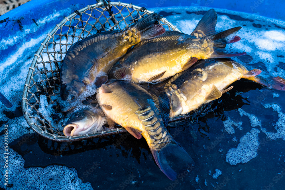 Foto de Stock alive, animal, animals, bohemia, breathing, carp, carpio ...