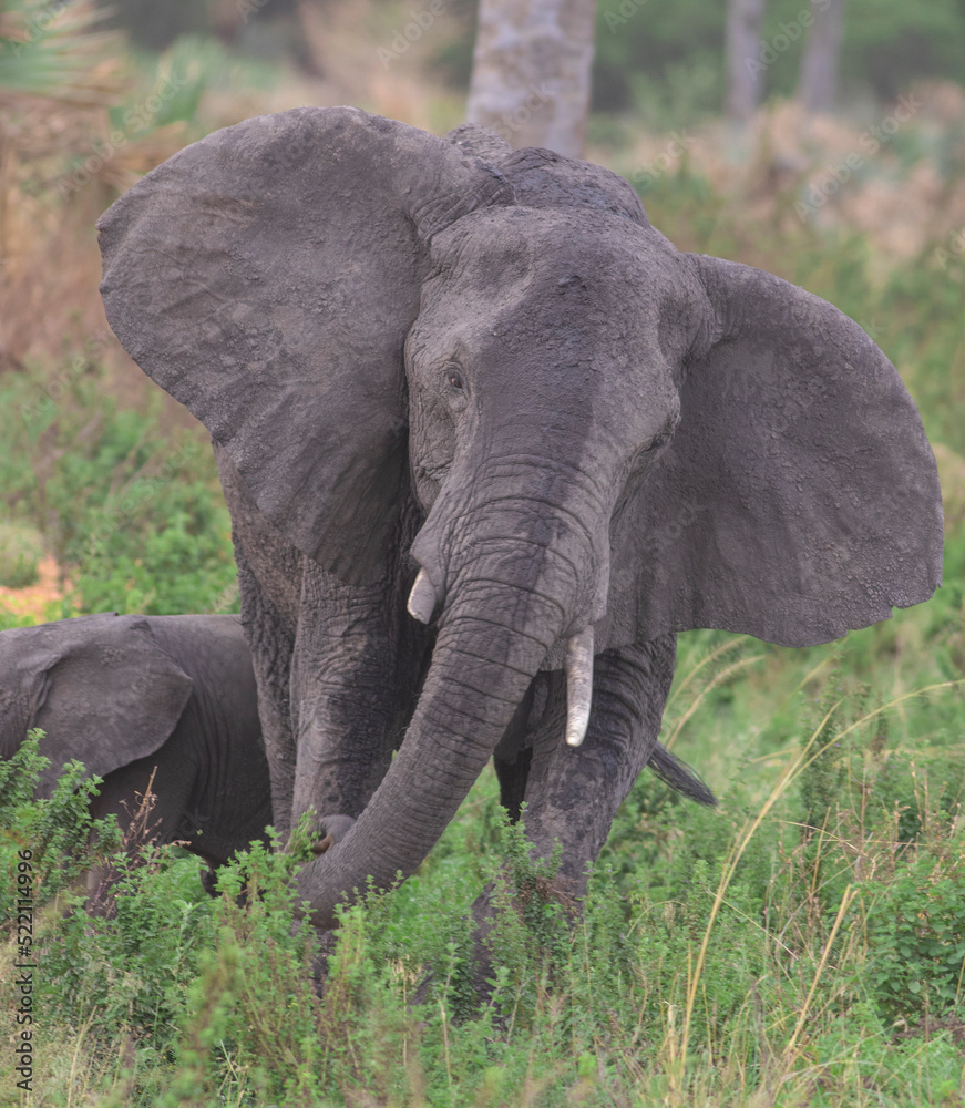 Tusker elephant; Elephant with tusks; Elephant in the wild; wild ...