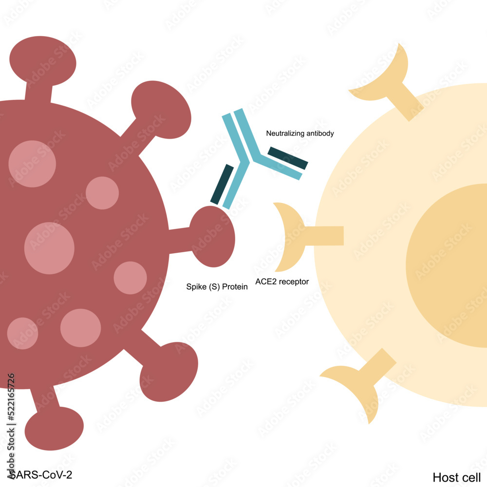 Image vectorielle Stock The specific binding between Spike (S) protein of SARS-CoV-2 and ACE2 ...