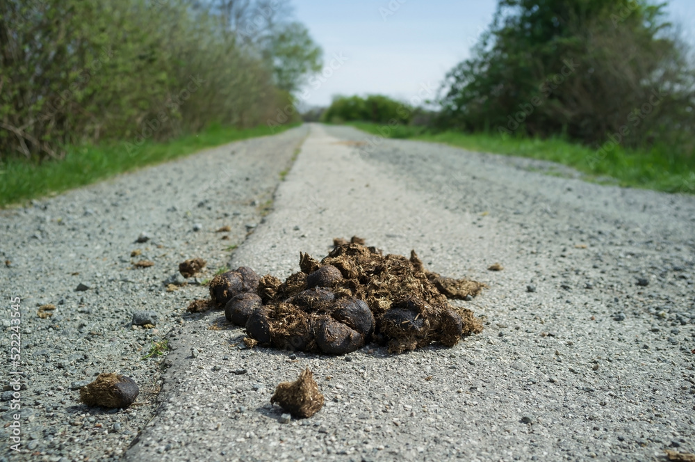 Horse shit on the road was not removed Stock Photo | Adobe Stock