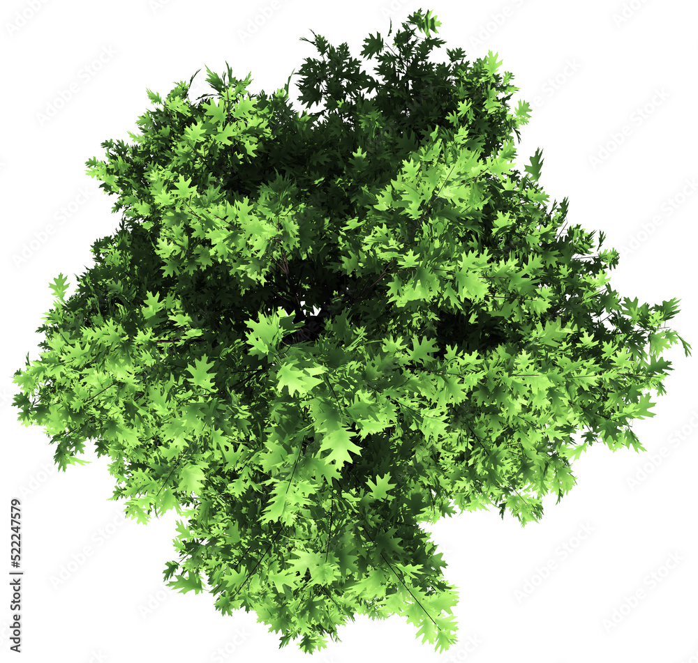 Oak tree top view isolated - 3d rendering Stock Photo | Adobe Stock