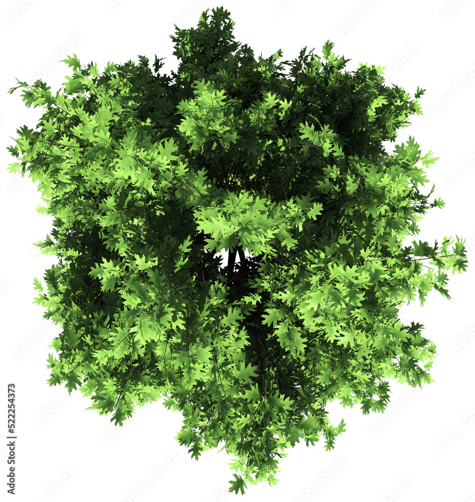 Oak tree top view isolated - 3d rendering Stock Illustration | Adobe Stock