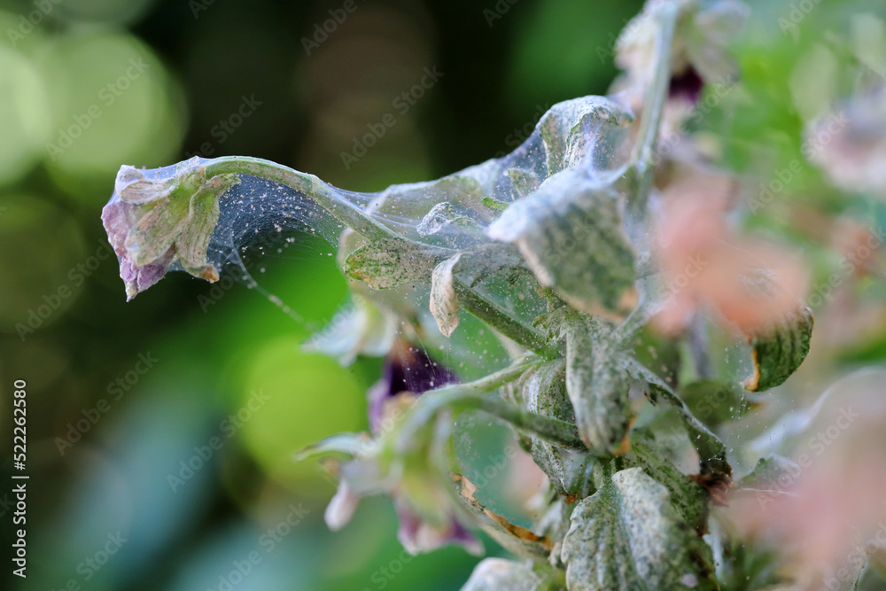 Pansy plant overrun by tiny spider mites Tetranychus urticae ...