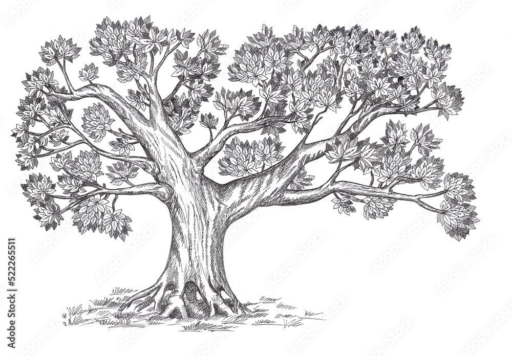 Family tree hand drawn sketch print in vintage sketch style. Pedigree ...