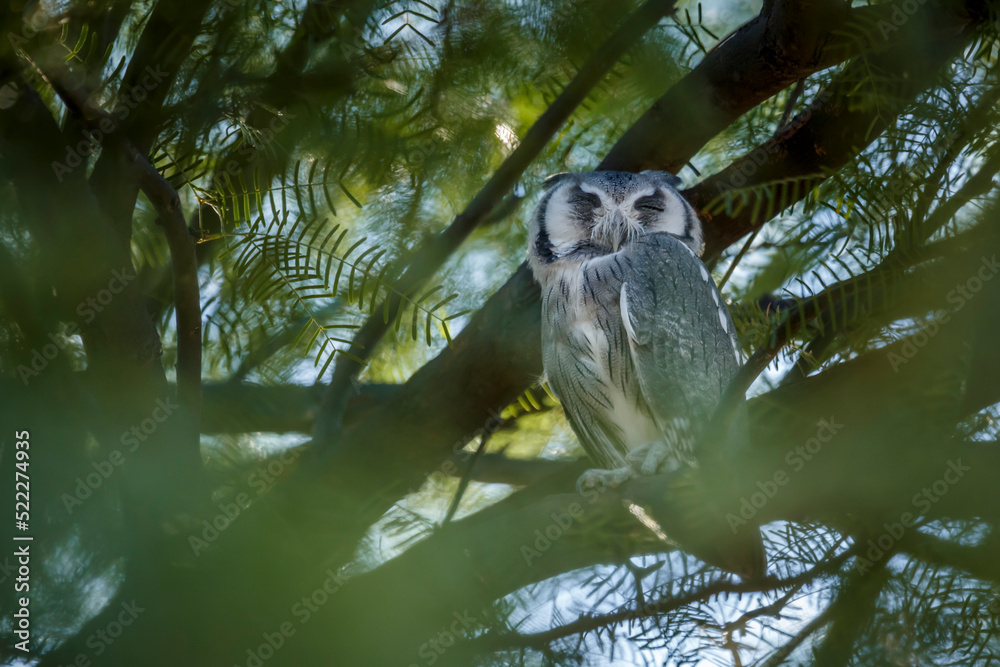 Southern White-faced Owl hiding in tree in day time in Kgalagadi ...