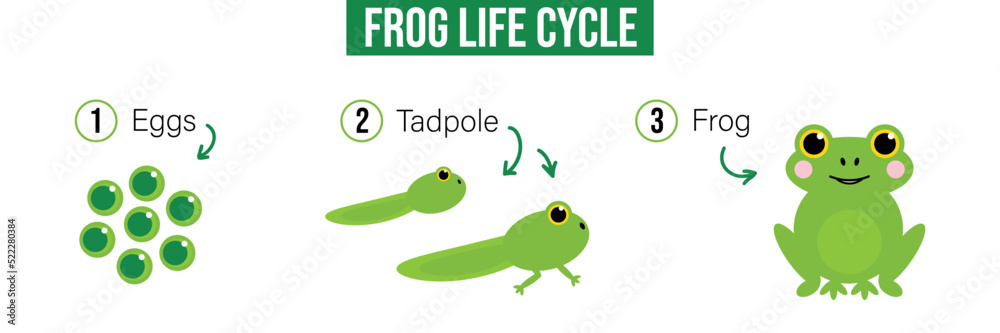 Vector cartoon style illustration, card with frog life cycle, evolution ...