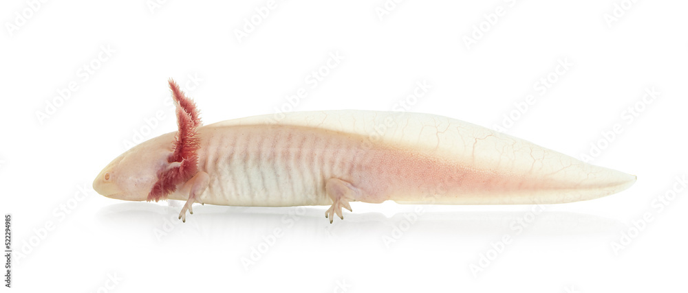Side view of white axolotl aka Ambystoma mexicanum, laying on surface ...