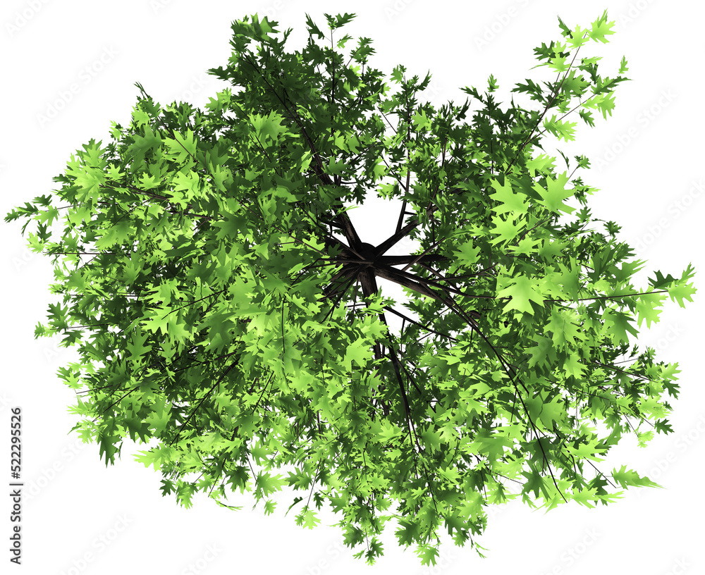 Oak tree top view isolated - 3d rendering Stock Illustration | Adobe Stock