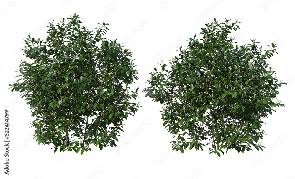 Shrubs and flowers on a transparent background. Stock Illustration ...