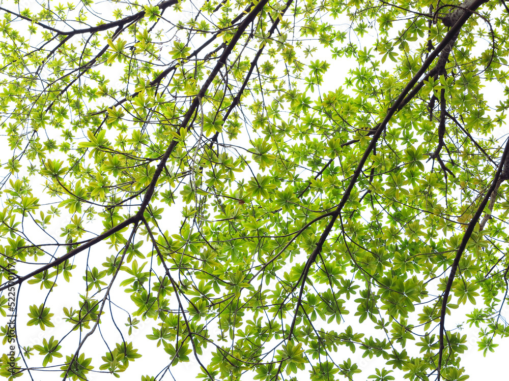 young green leaf spring on the branch of Sal tree (Shorea robusta Roxb ...