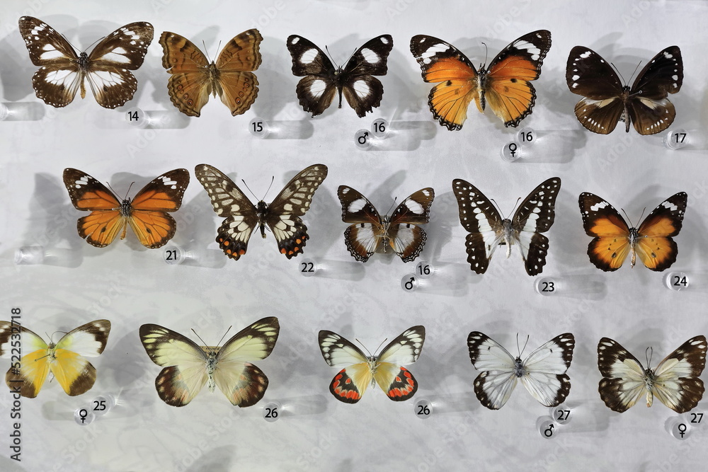 Set of pinned butterflies displayed in a specimen drawer. Darwin ...