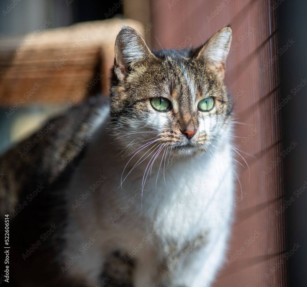 Cute cat behind bars in shelter Stock Photo | Adobe Stock
