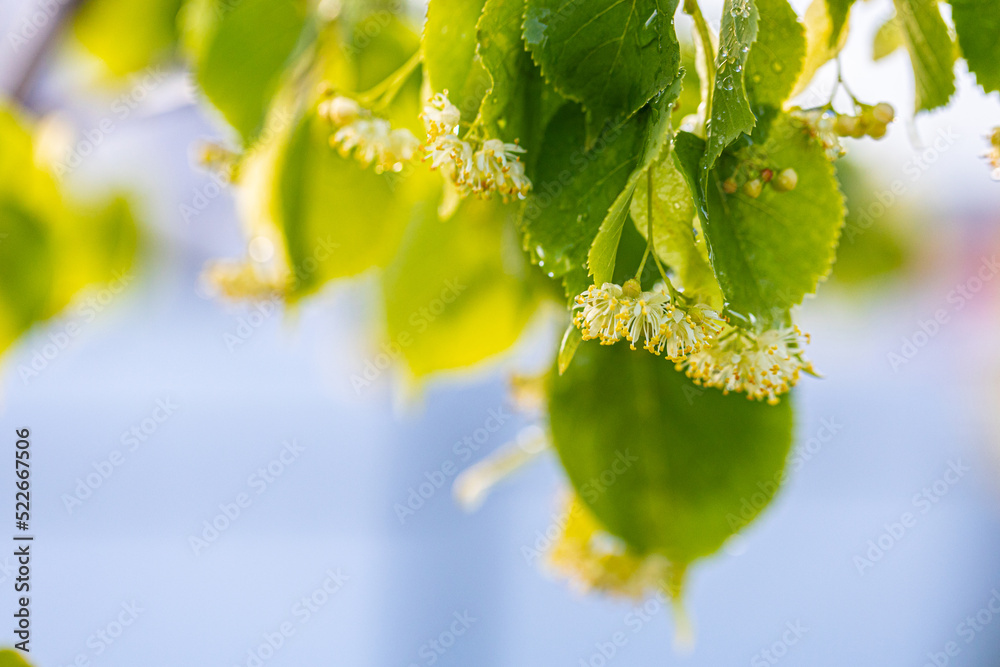 Linden yellow blossom of Tilia cordata tree (small-leaved lime, little ...