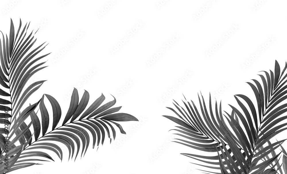 black leaves of palm tree on transparent background png file Stock ...