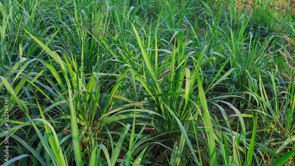 Mombasa guinea: Paspalum Maximum Cv. Mombasa: Grass for animals ...