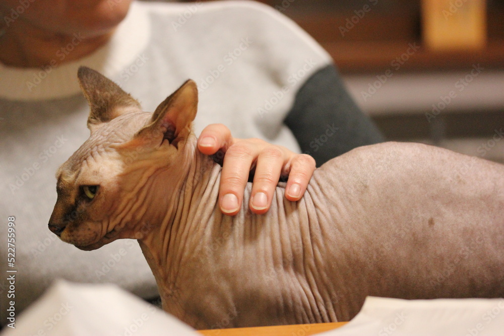 Canadian Sphynx cat, bald gray brown kitty with his mistress. A woman's ...