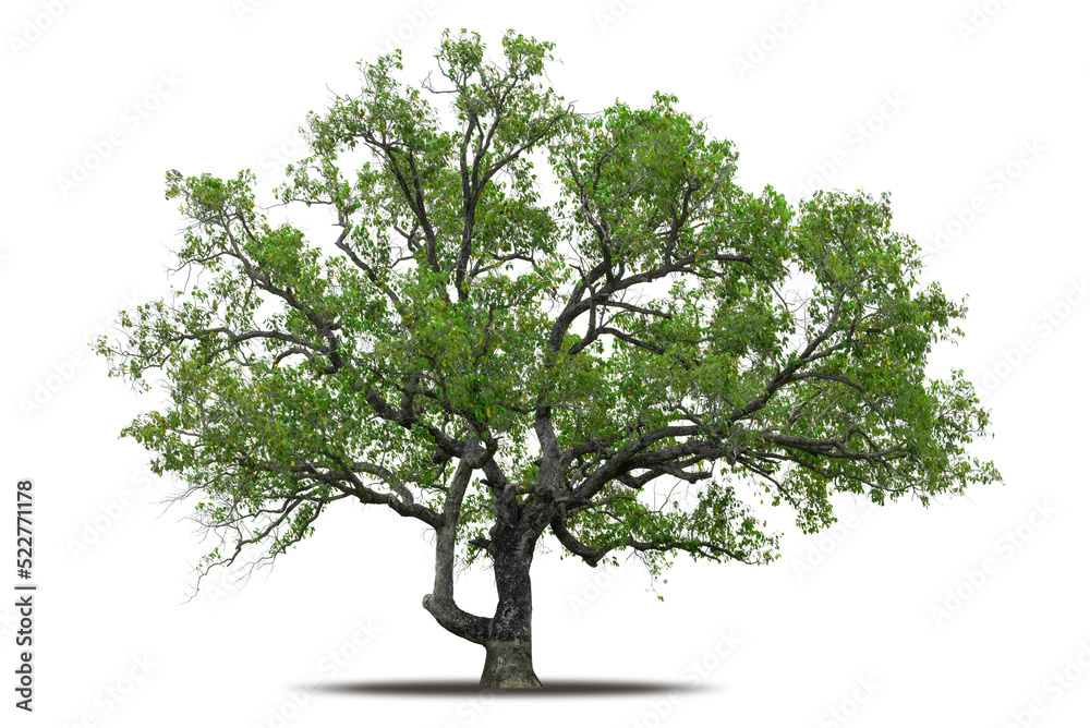 Tree png isolated transparent on white background, Tropical Big Green ...