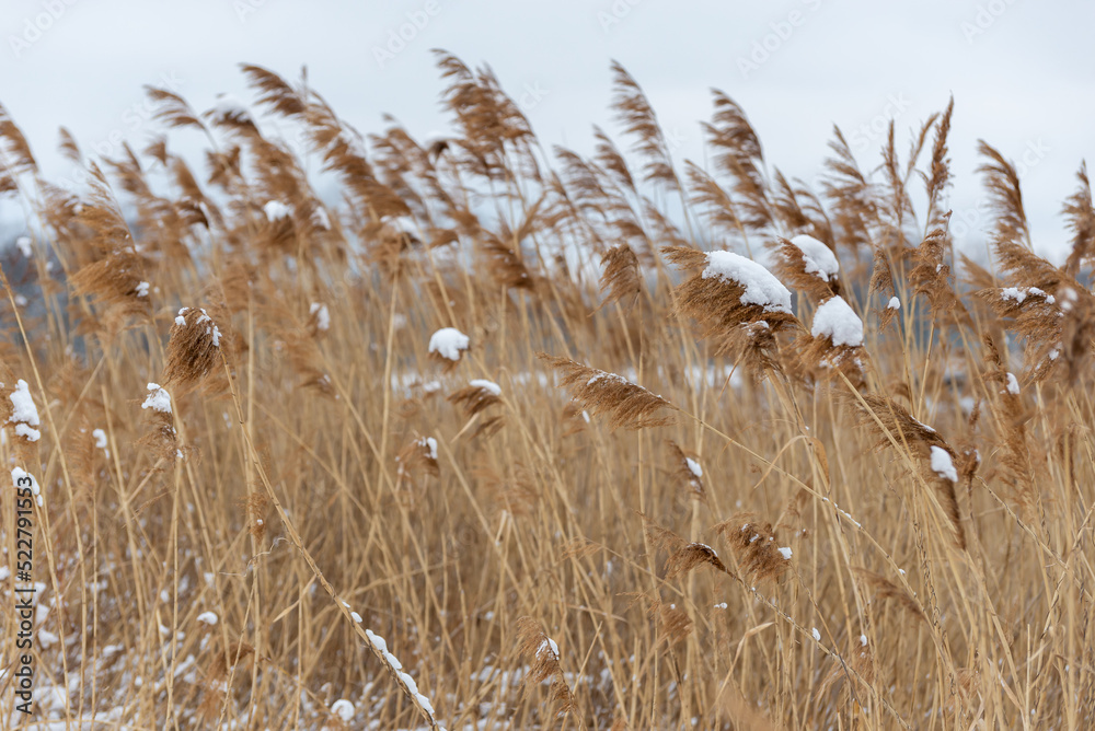 Trzcina pospolita, phragmites australis, wyschnięta trzcina nad ...