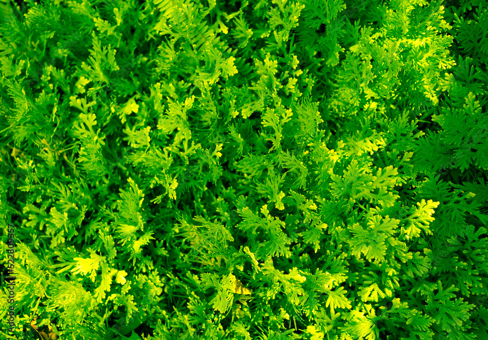 green nature background ,green leaf Stock Photo | Adobe Stock