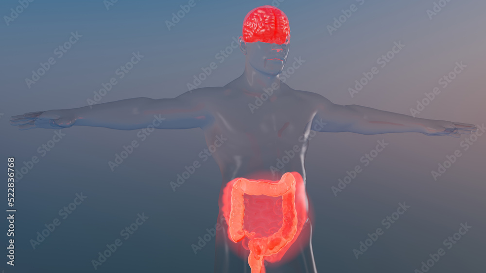 Ilustrace Irritable Bowel Syndrome (IBS), Gastritis, peptic ulcer ...