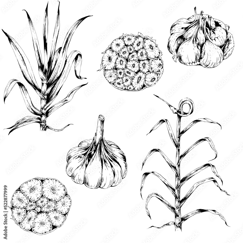 set of hand drawn illustrations of garlic plants in engraving style ...
